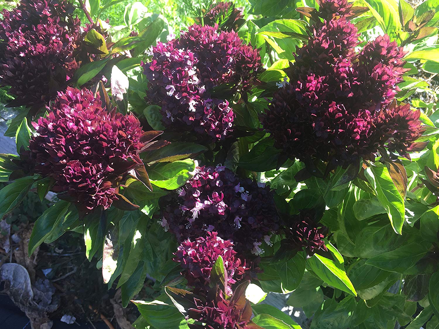 18 Best Basil Varieties You Should Grow in Your Garden - Garden and Happy