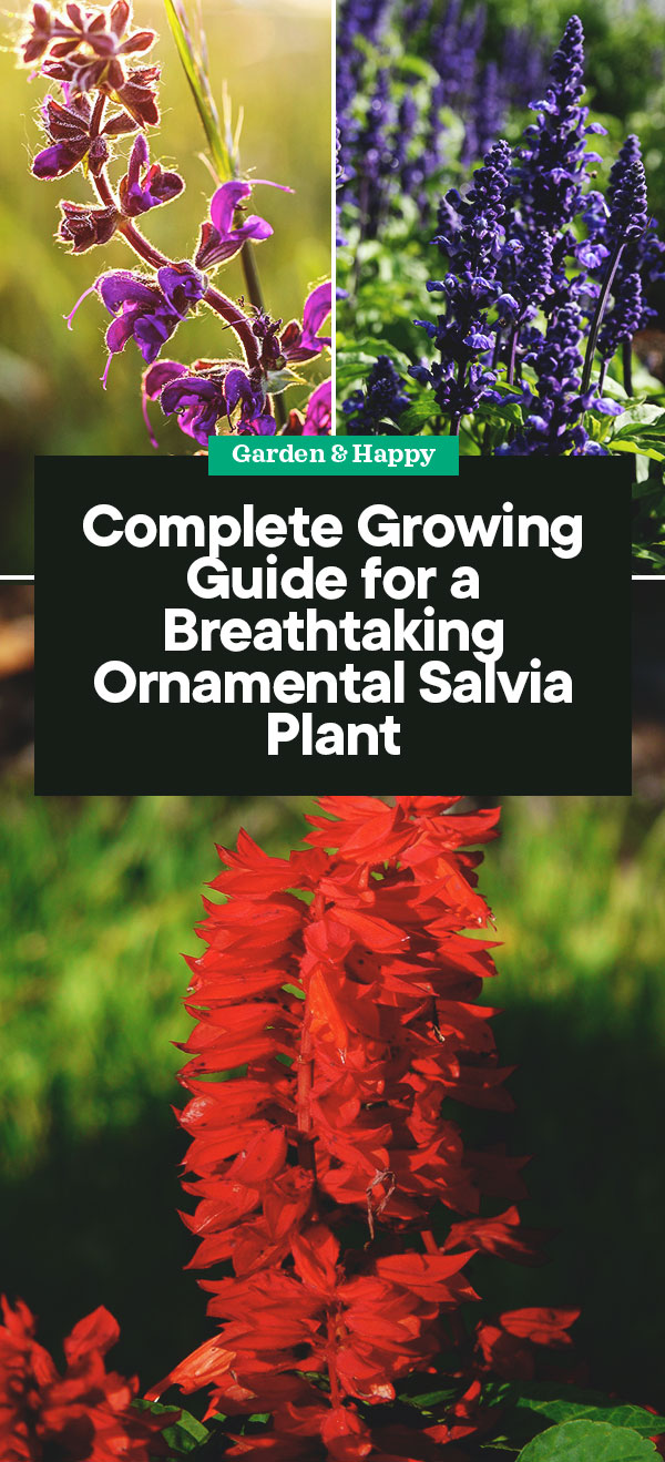 Complete Growing Guide for a Ornamental Salvia Plant - Garden and Happy
