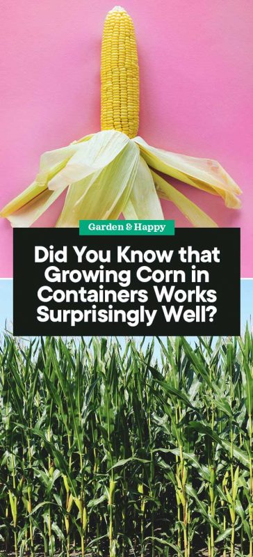The Complete Guide to Growing Corn in Containers - Garden and Happy