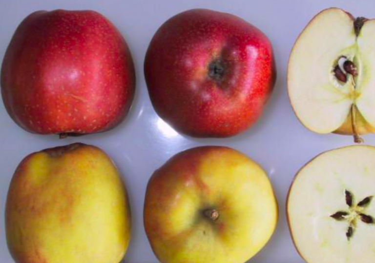 22 of the Best Heirloom Apples Available to Grow Today - Garden and Happy