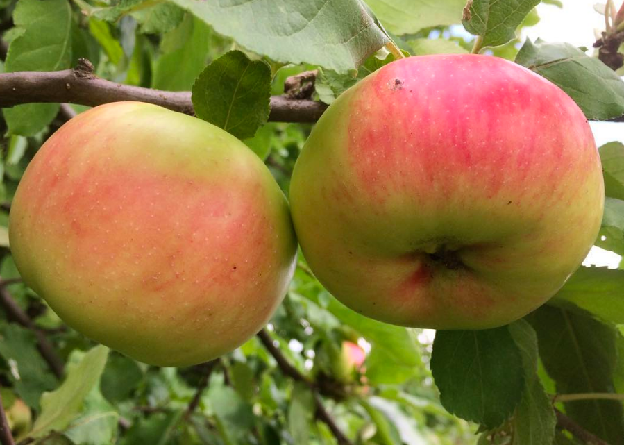 22 of the Best Heirloom Apples Available to Grow Today - Garden and Happy