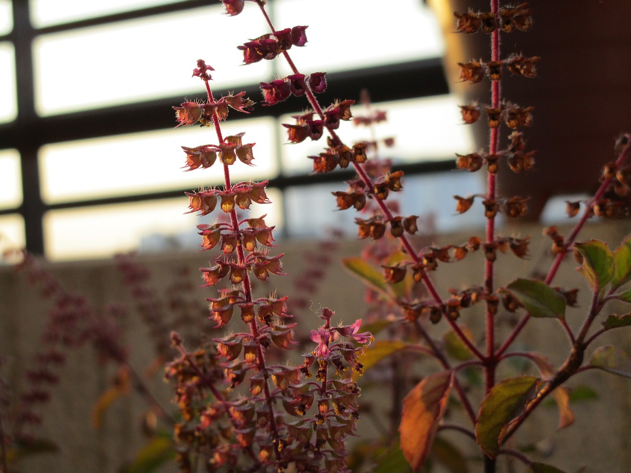 18 Best Basil Varieties You Should Grow in Your Garden - Garden and Happy