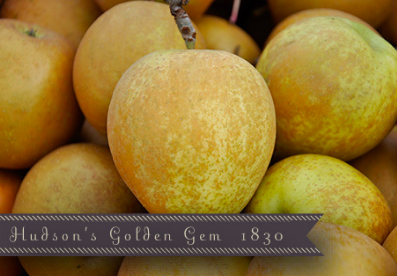 22 of the Best Heirloom Apples Available to Grow Today - Garden and Happy