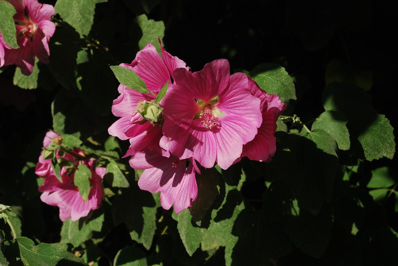 An Easy Growing Guide for Cultivating Stunning Lavatera Mallows ...
