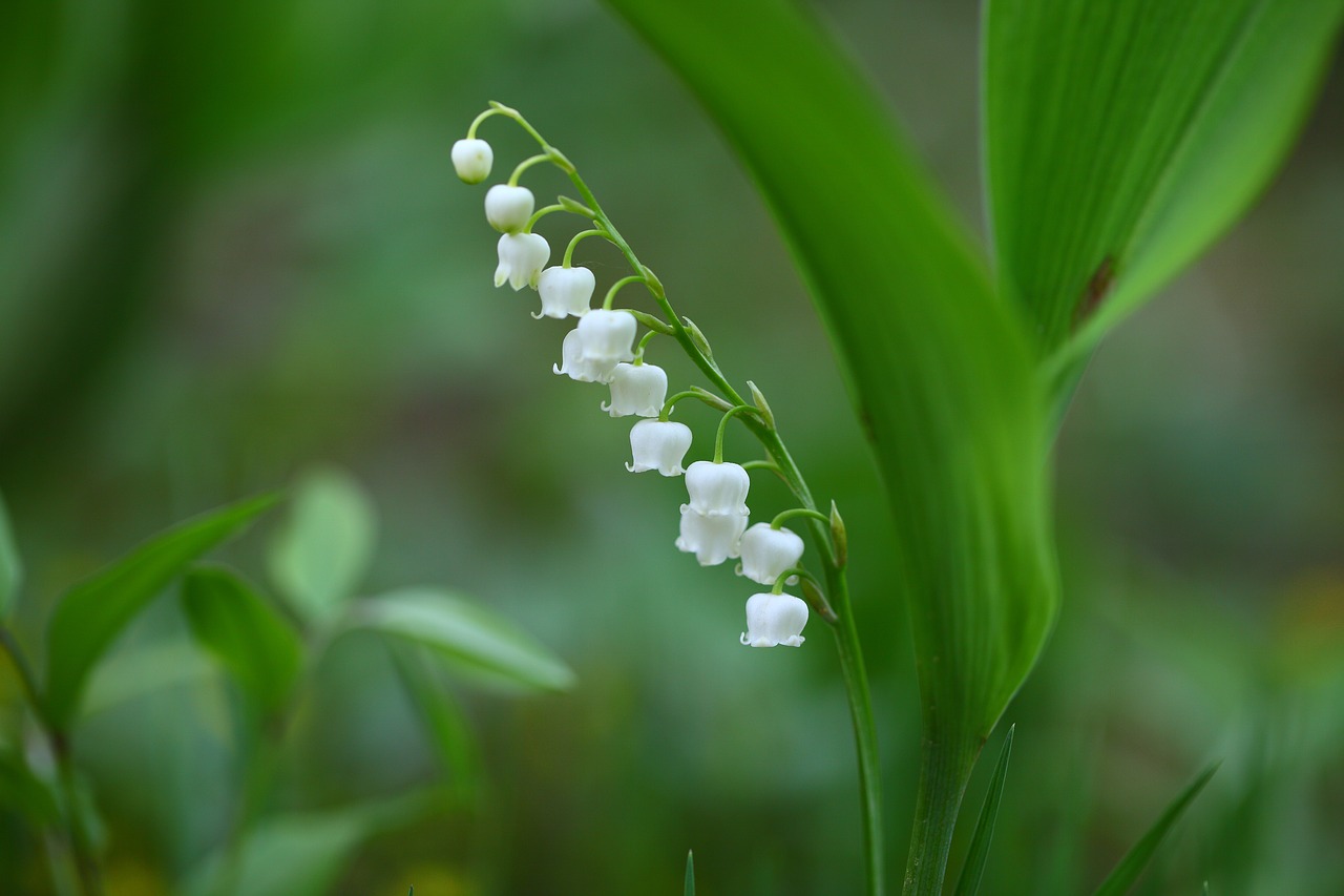 30 Vibrant Fragrant Flowers to Consider for a Scented Garden - Garden ...
