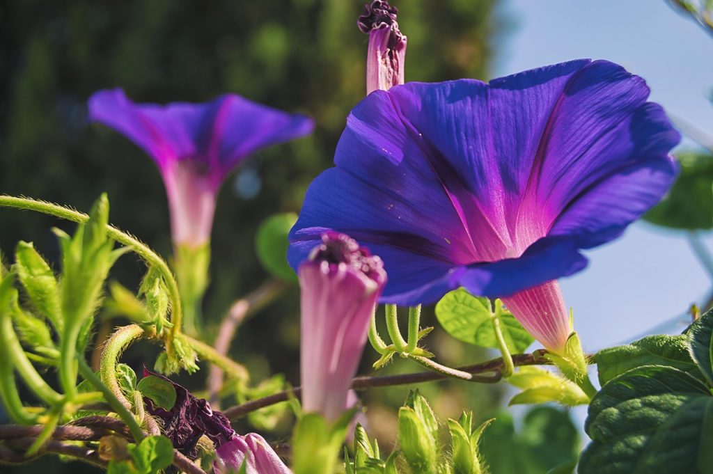 20 Beautiful Yet Poisonous Flowers You Should Only Plant with Caution ...
