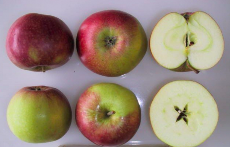 22 of the Best Heirloom Apples Available to Grow Today - Garden and Happy