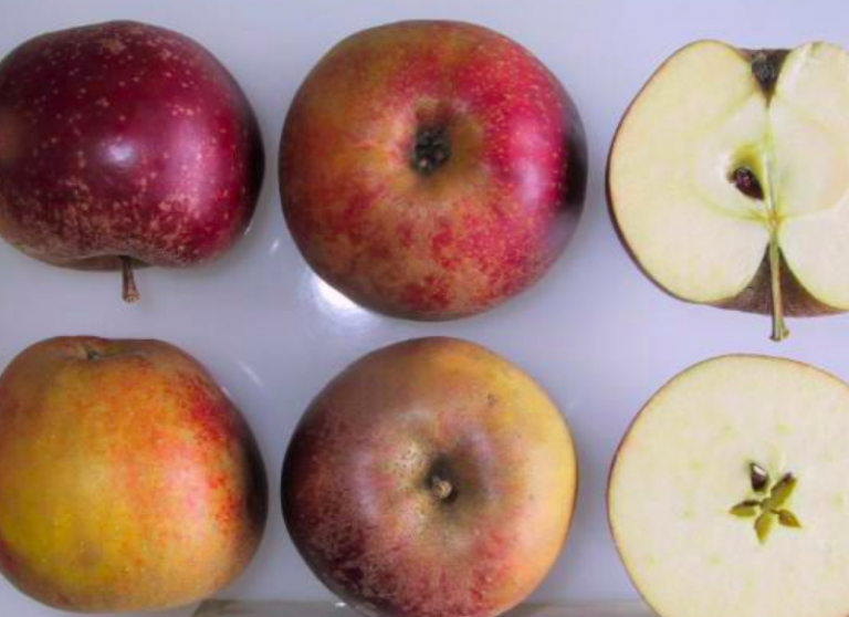 22 of the Best Heirloom Apples Available to Grow Today - Garden and Happy
