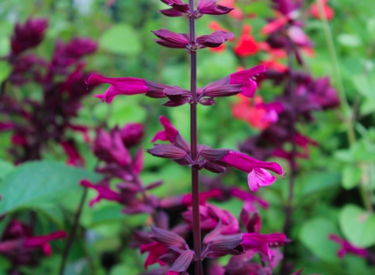 Complete Growing Guide for a Ornamental Salvia Plant - Garden and Happy