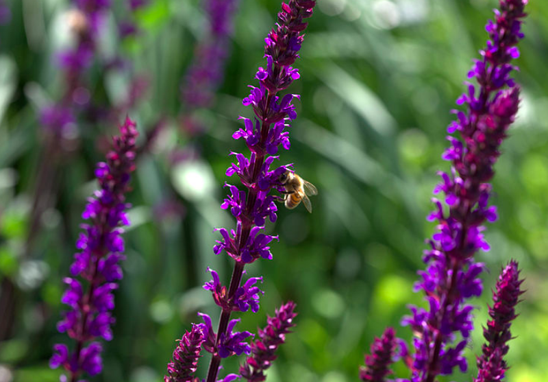 Complete Growing Guide for a Ornamental Salvia Plant - Garden and Happy
