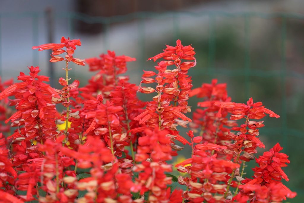 Complete Growing Guide for a Ornamental Salvia Plant - Garden and Happy