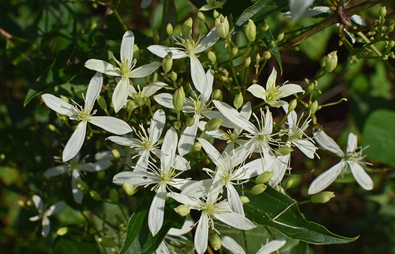 30 Vibrant Fragrant Flowers to Consider for a Scented Garden - Garden ...