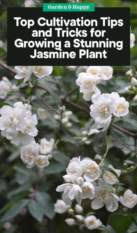 Cultivation Tips and Growing Guide for Jasmine Plant - Garden and Happy