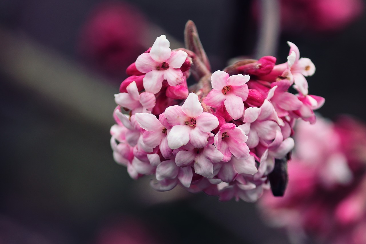 30 Vibrant Fragrant Flowers to Consider for a Scented Garden - Garden ...