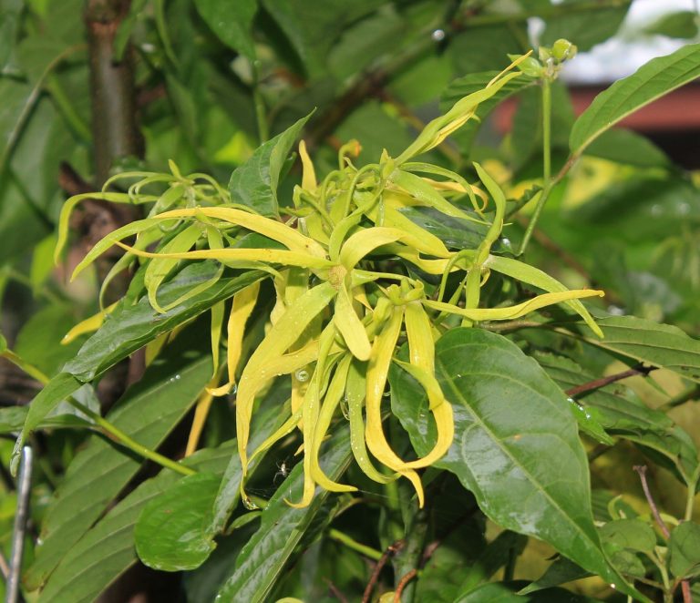 30 Vibrant Fragrant Flowers to Consider for a Scented Garden - Garden ...