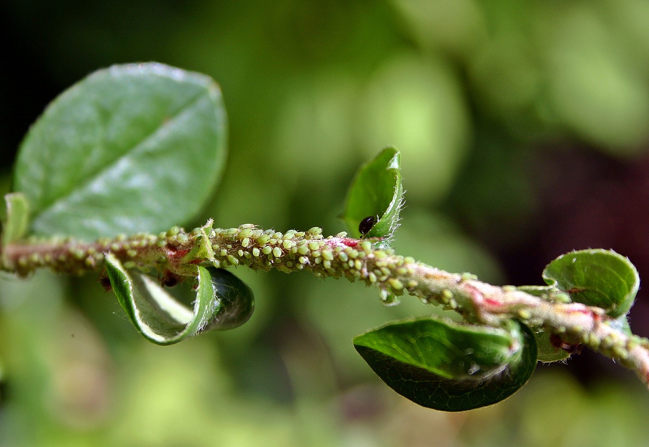 Cultivation Tips and Growing Guide for Jasmine Plant - Garden and Happy