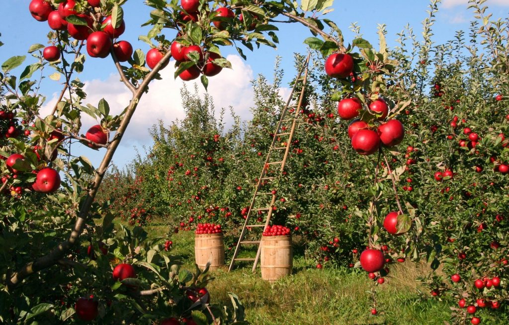 22 of the Best Heirloom Apples Available to Grow Today - Garden and Happy