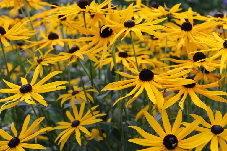 How to Grow Arnica Plant in Your Garden - Garden and Happy