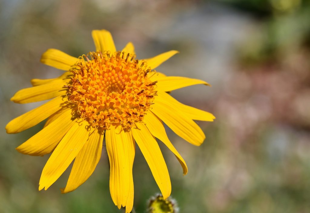 How to Grow Arnica Plant in Your Garden - Garden and Happy