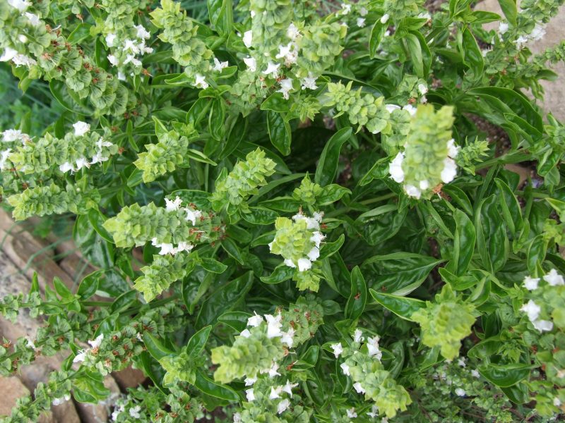 18 Best Basil Varieties You Should Grow in Your Garden - Garden and Happy