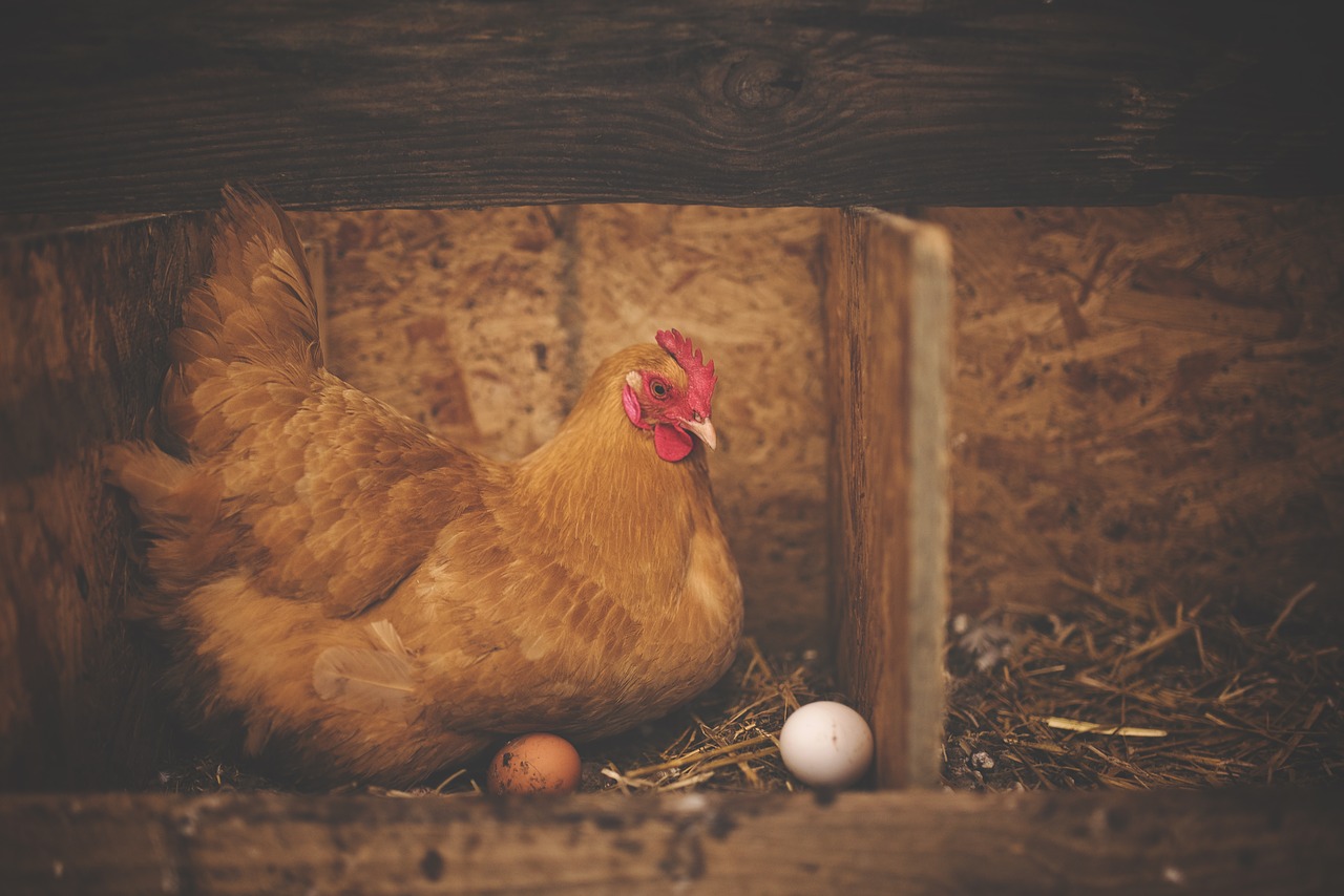 How to Make Cheap Homemade Chicken Feed with Only 5 Ingredients ...
