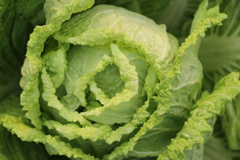 The Ultimate Guide for Growing Chinese Cabbage - Garden and Happy