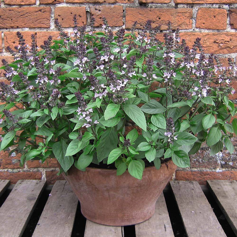 18 Best Basil Varieties You Should Grow in Your Garden - Garden and Happy