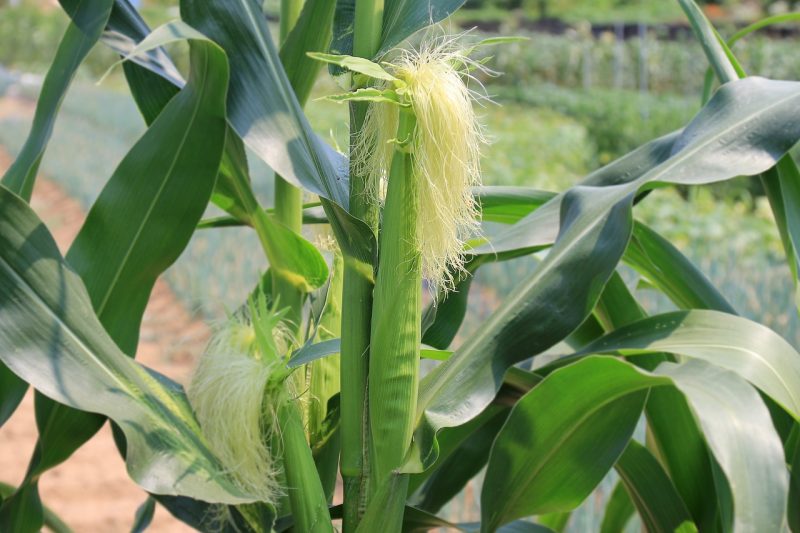 The Complete Guide to Growing Corn in Containers - Garden and Happy