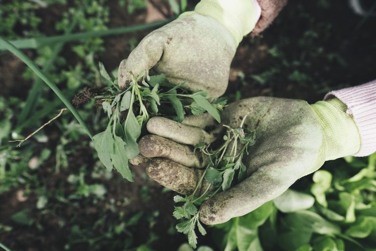 How to Use No-Till Gardening Method to Get Better Results with Less ...