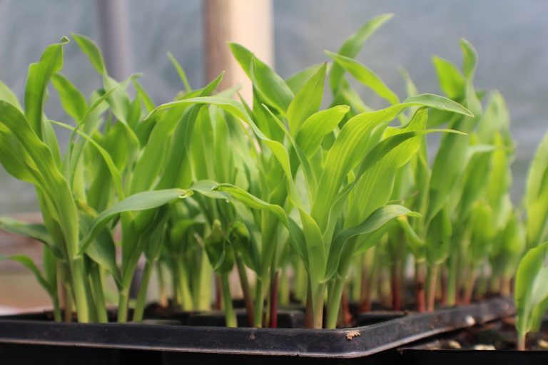 The Complete Guide to Growing Corn in Containers - Garden and Happy