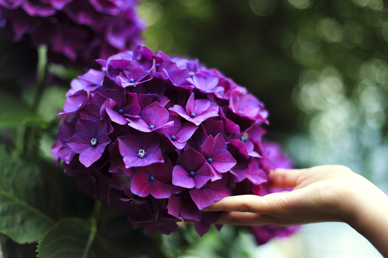 20 Beautiful Yet Poisonous Flowers You Should Only Plant with Caution ...