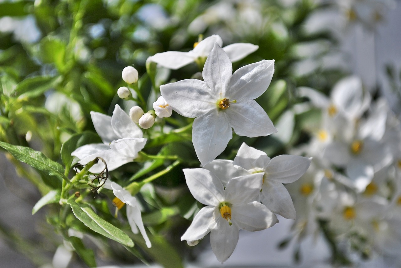 Cultivation Tips and Growing Guide for Jasmine Plant - Garden and Happy