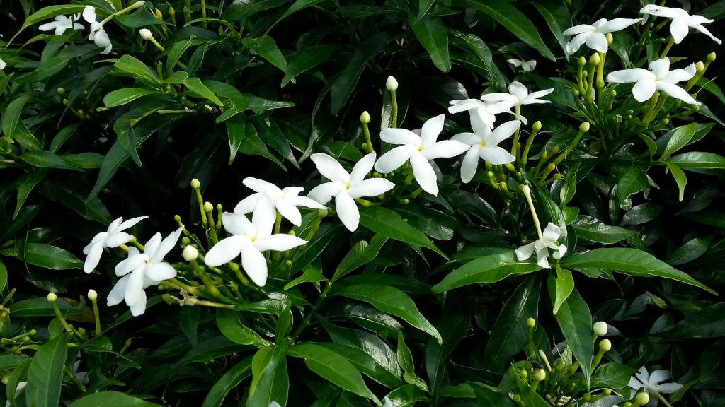 Cultivation Tips and Growing Guide for Jasmine Plant - Garden and Happy