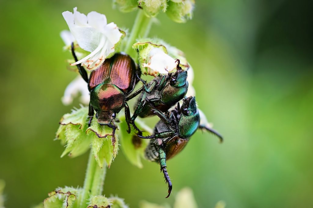 Why June Bugs Are Beneficial to the Garden and You Shouldn't Get Rid of ...