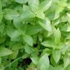 18 Best Basil Varieties You Should Grow in Your Garden - Garden and Happy
