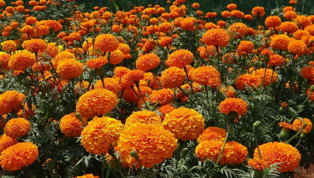 The 20 Best Flowers for Full Sun Container Gardens - Garden and Happy