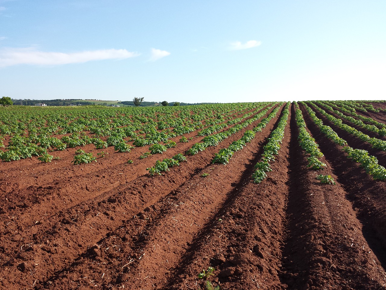 How to Use No-Till Gardening Method to Get Better Results with Less ...