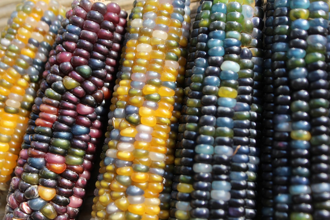 The Complete Guide to Growing Corn in Containers - Garden and Happy