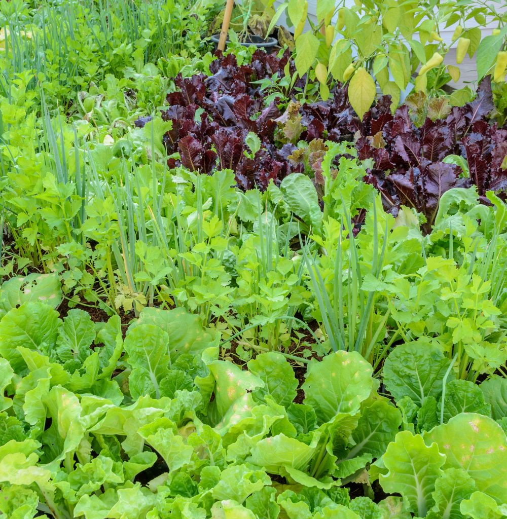 Polyculture Gardening: A Healthy, Brilliant Way to Grow Food - Garden ...