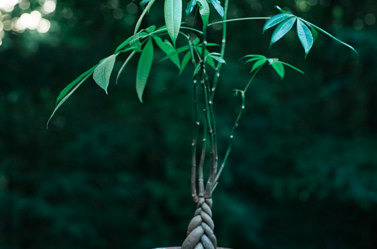 How to Grow Pachira Aquatica (Asian Money Tree) - Garden and Happy