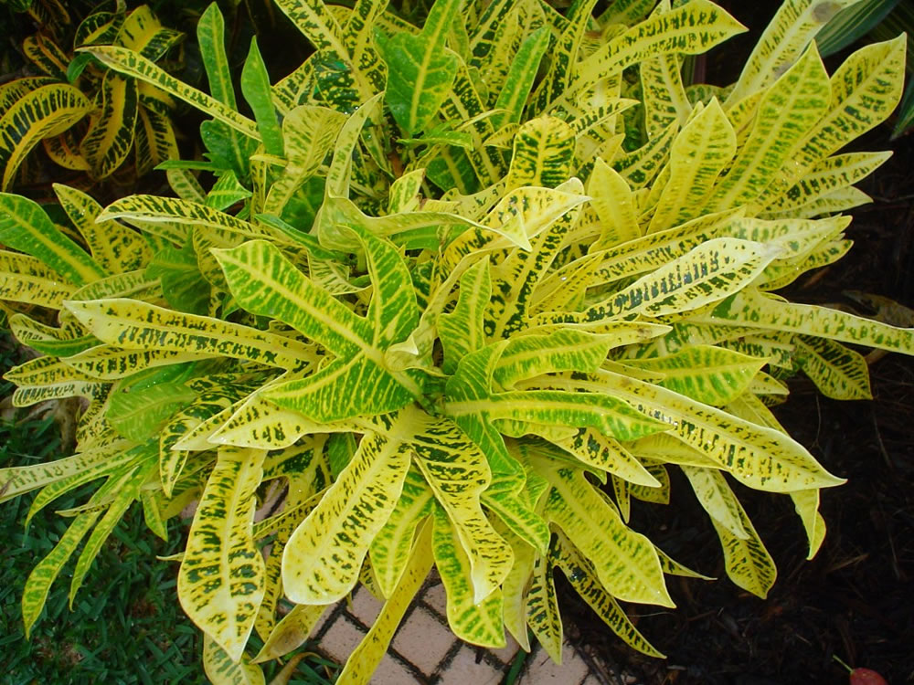 A Complete Growing Guide for Healthy Codiaeum Variegatum Plants ...