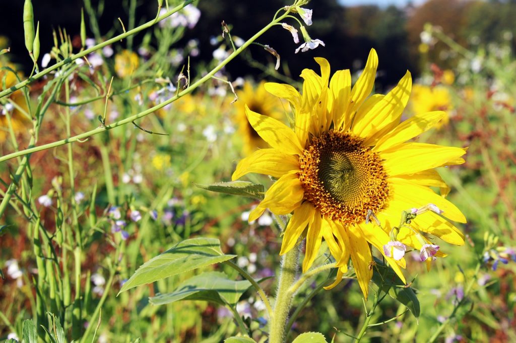 18 Stunning Types of Sunflowers to Add to Your Summer Garden - Garden ...