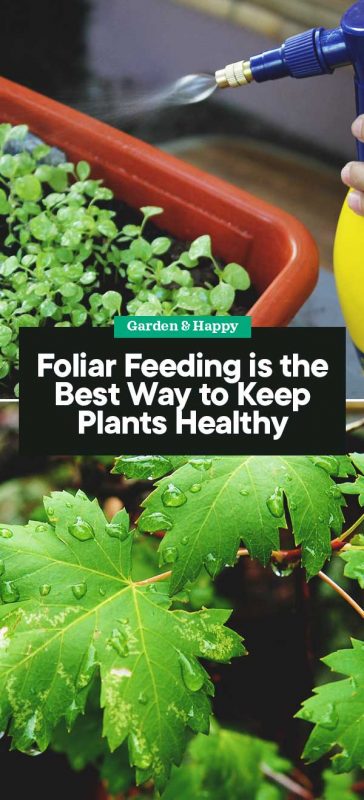 Why Foliar Feeding is the Best Way to Keep Plants Healthy - Garden and ...