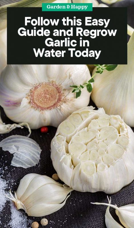 How to Regrow Garlic in Water - Garden and Happy