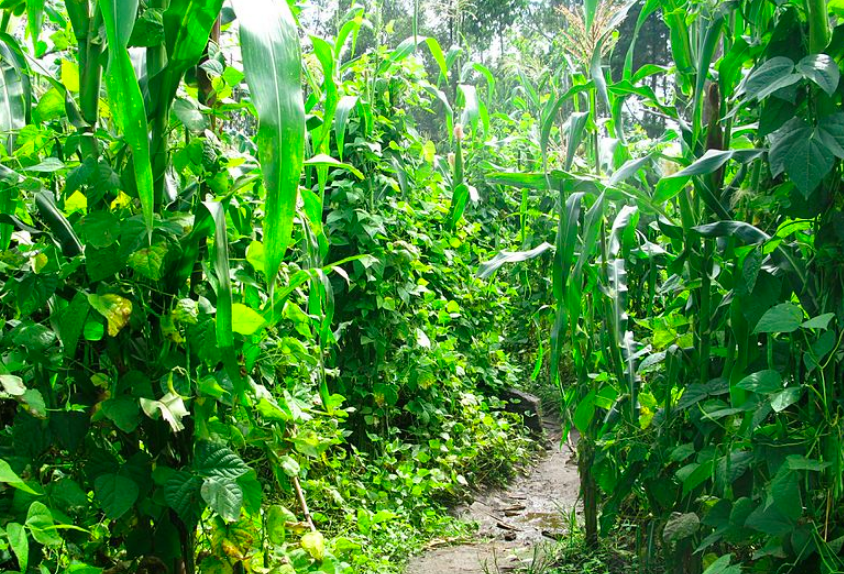 Intercropping 101: Maximize Space by Planting Crops Together - Garden ...