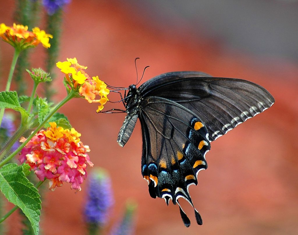 21 of the Most Beautiful Hanging Flowers for Outdoor Baskets - Garden ...