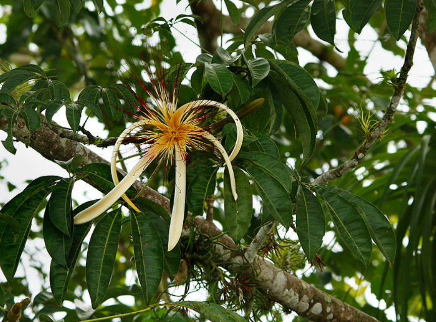 How to Grow Pachira Aquatica (Asian Money Tree) - Garden and Happy