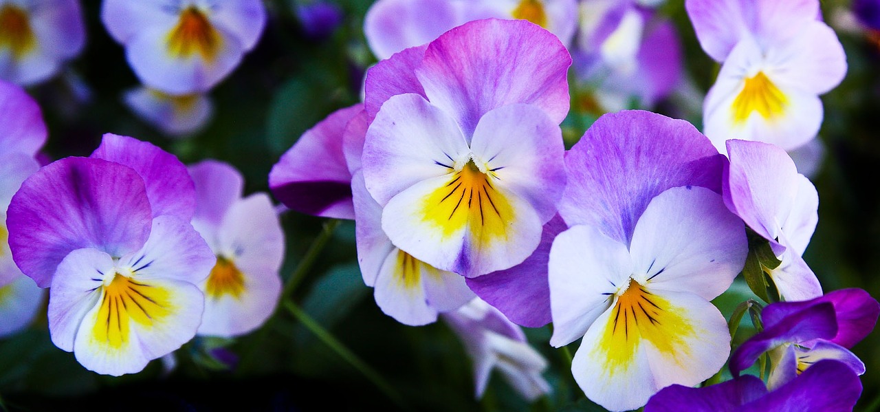 21 of the Most Beautiful Hanging Flowers for Outdoor Baskets - Garden ...