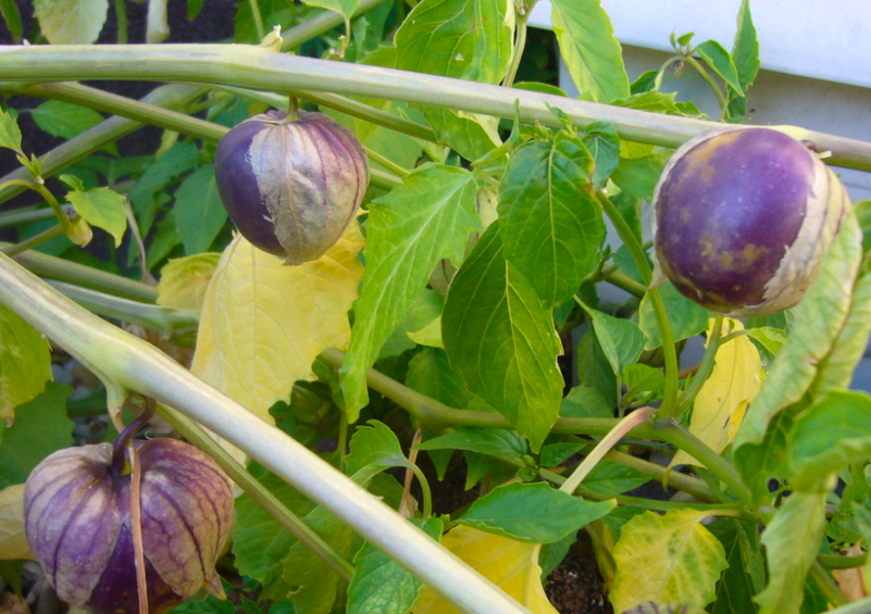 A Handy Guide to Growing Tomatillos in Your Garden - Garden and Happy