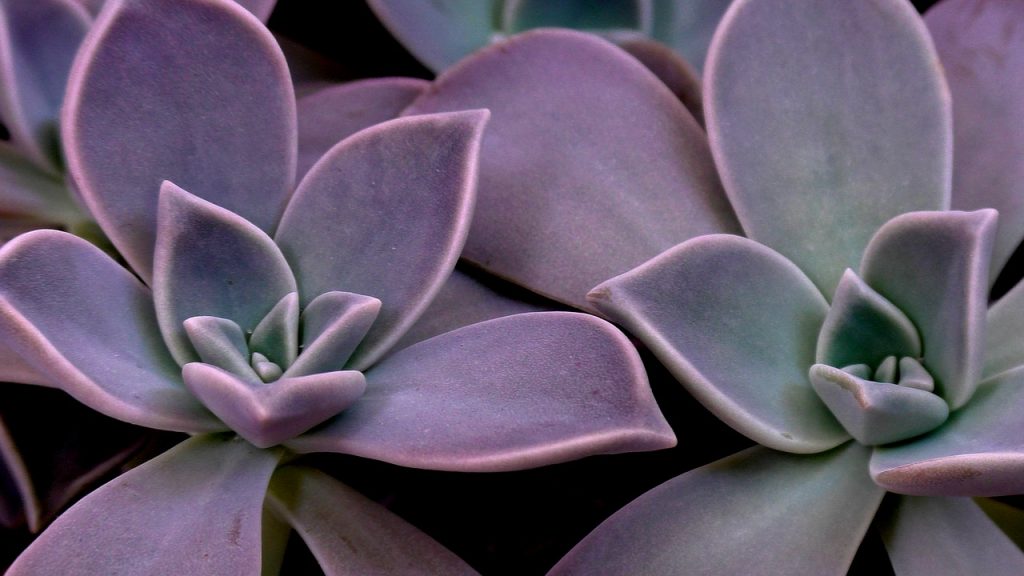 Make a Stunning Succulent Dish Garden in 5 Simple Steps - Garden and Happy
